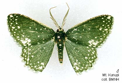 Papua Insects Foundation (Lepidoptera/Geometridae(Geometrinae ...